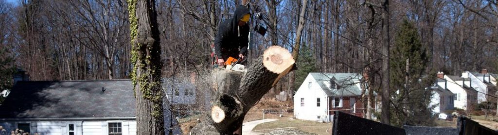 Tree Removal in Fort Worth, TX - A Matt Tree Service